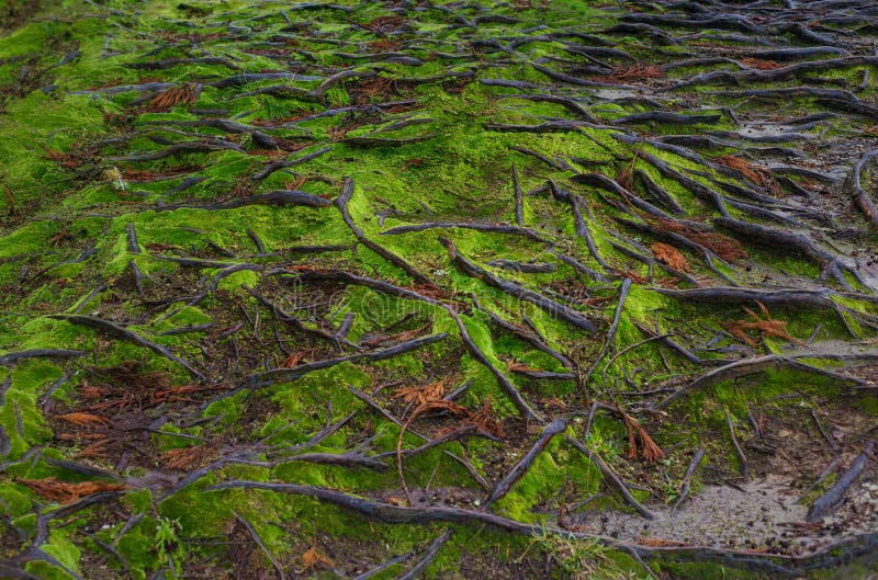 598 Tree Roots Dirt Ground Texture Stock Photos - Free & Royalty-Free ...