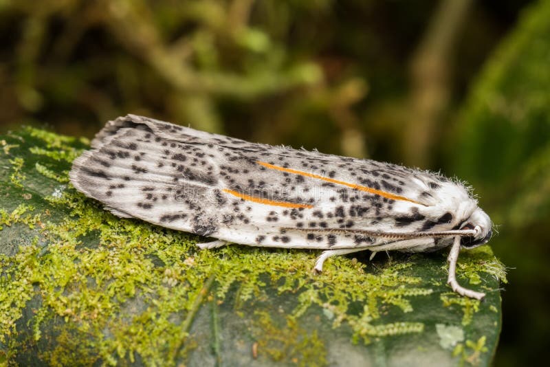 Beautiful Moth in Borneo Island Stock Image - Image of butterfly, black ...