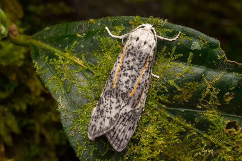Beautiful Moth in Borneo Island Stock Photo - Image of animal, island ...