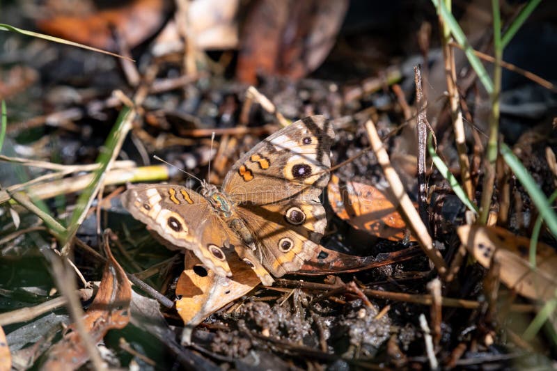 A Beautiful Moth with Eye Patterns on Its Wings Camouflages among the ...