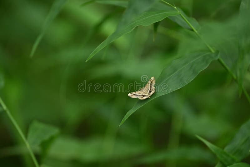 Beautiful moth insect stock photo. Image of moth, flower - 273223036