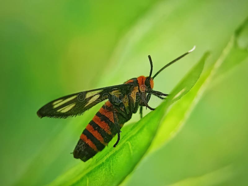 Beautiful Moth Known As Amata Hurbneri Stock Image - Image of amata ...
