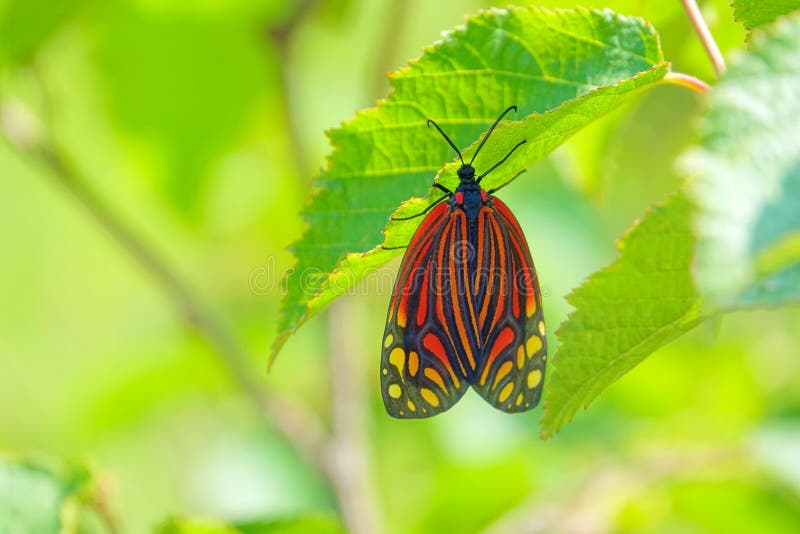 Coloured moth stock photo. Image of insect, animal, moth - 119473460