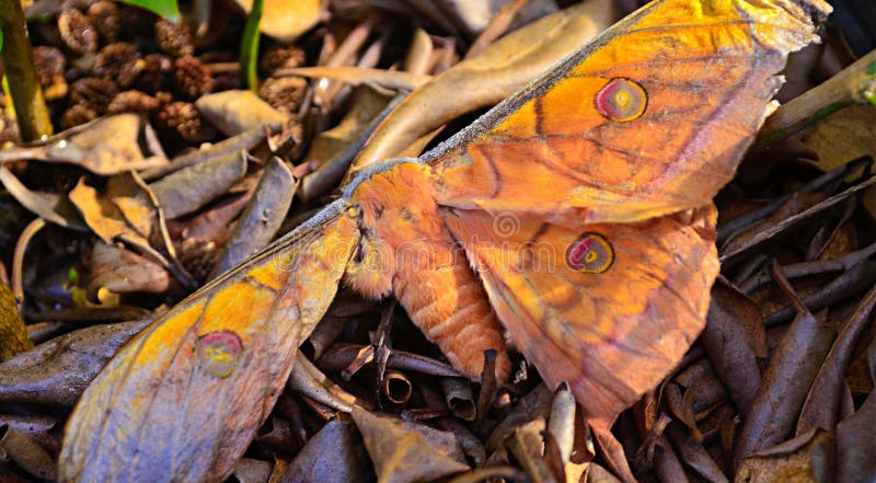 Beautiful Moth with One Missing Wing Stock Photo - Image of light ...