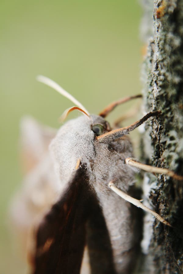 Beautiful Moth Sitting on a Tree. Stock Photo - Image of beautiful ...