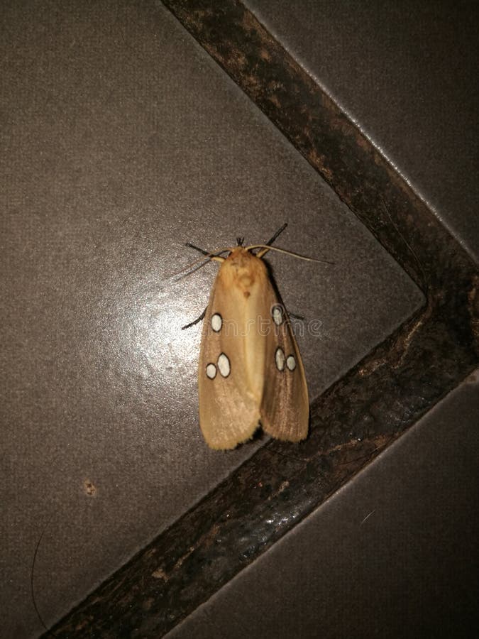 Beautiful Moth stock photo. Image of spots, brown, insect - 90271748