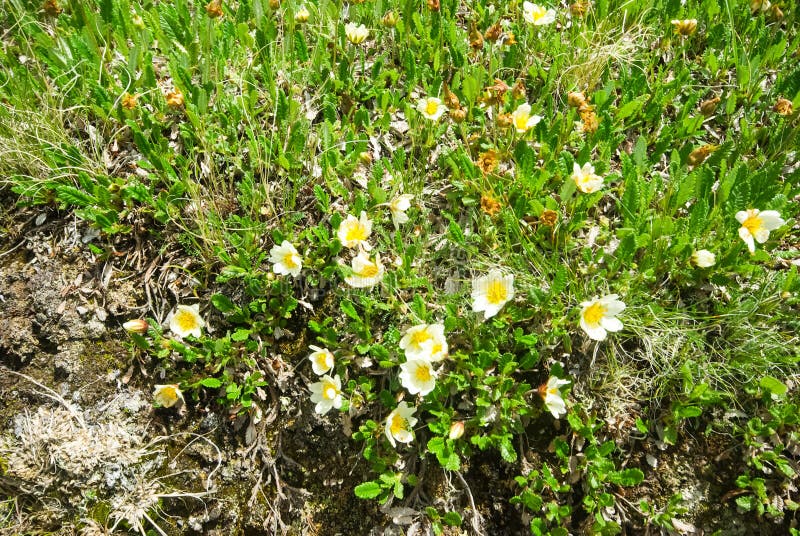 Beautiful Mountain Flowers. Flora of Mountain Ranges Stock Photo ...