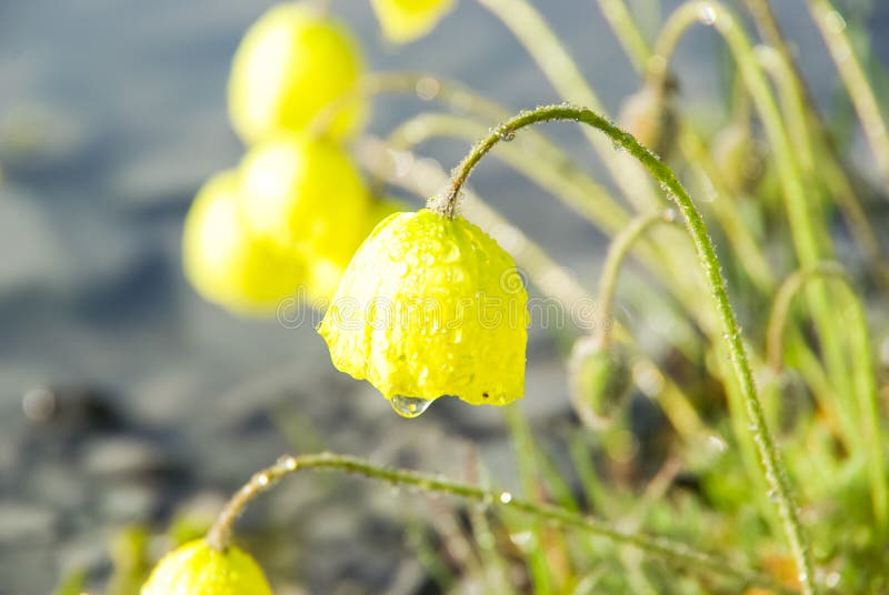 Beautiful Mountain Flowers. Flora of Mountain Ranges Stock Photo ...