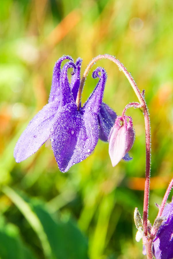 Beautiful Mountain Flowers. Flora of Mountain Ranges Stock Image ...