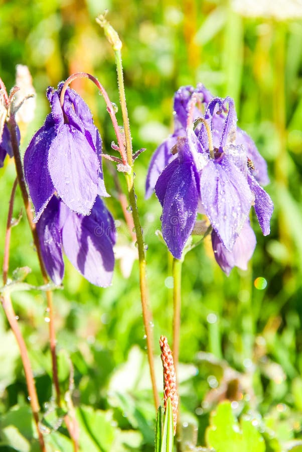 Beautiful Mountain Flowers. Flora of Mountain Ranges Stock Image ...