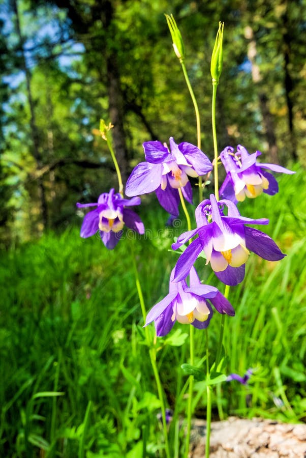 Beautiful Mountain Flowers. Flora of Mountain Ranges Stock Image ...