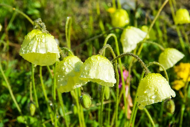 Beautiful Mountain Flowers. Flora of Mountain Ranges Stock Photo ...
