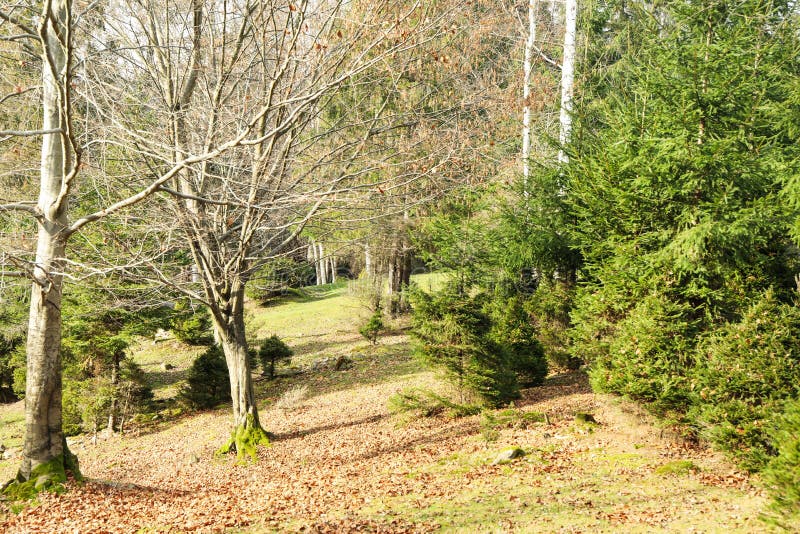Beautiful Mountain Forest with Different Kind of Trees Stock Image ...