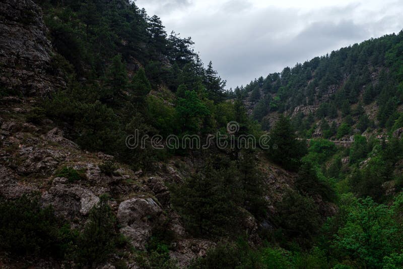 Beautiful Mountain Forest during the Spring Rain Stock Photo - Image of ...