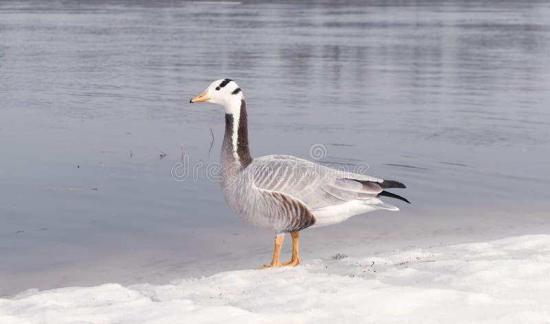 Beautiful Mountain Goose in the Snow Near the River Stock Image - Image ...