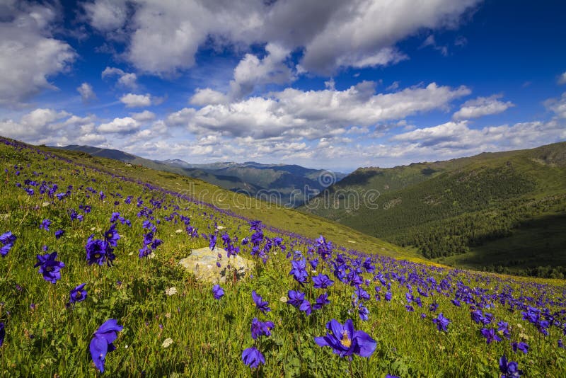 Beautiful Mountain Landscape with Flowers Stock Image - Image of range ...