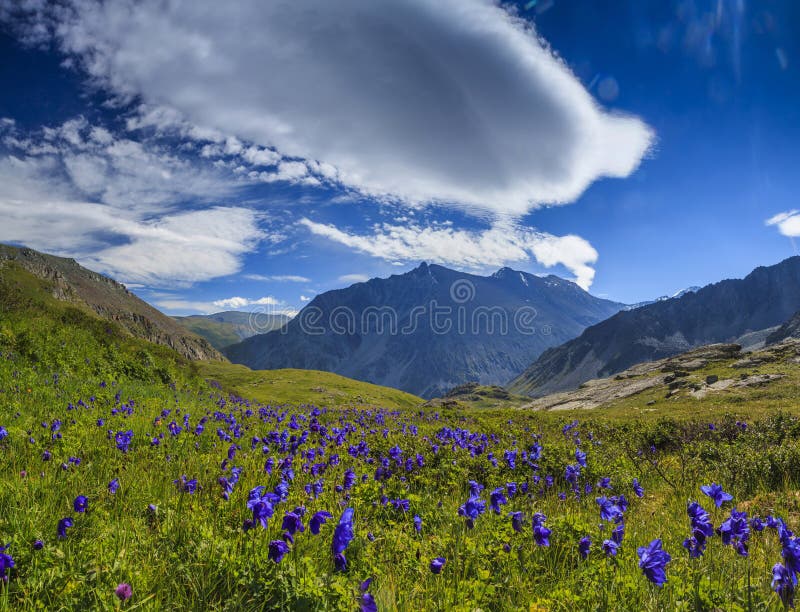 Beautiful Mountain Landscape with Flowers Stock Photo - Image of ...