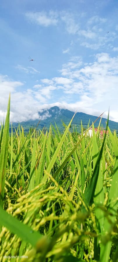 Beautiful Mountain Rice in Sumatra Stock Photo - Image of mountain ...