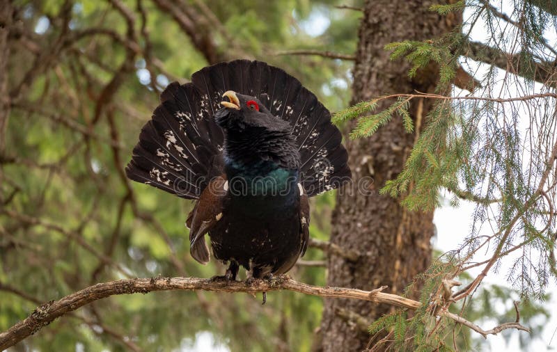 Beautiful Mountain Rooster in All Its Glory Stock Photo - Image of ...