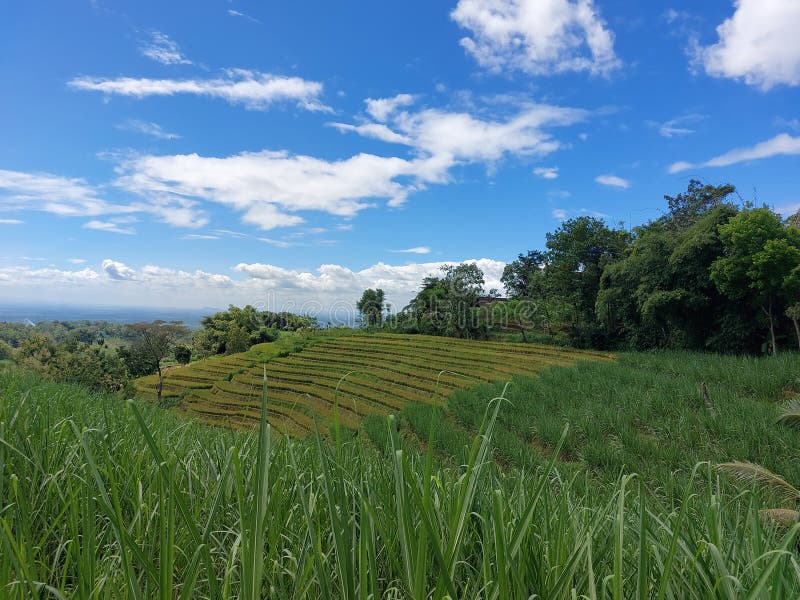 Beautiful Mountain Scenery with Terrace Farming Methods Stock Image ...