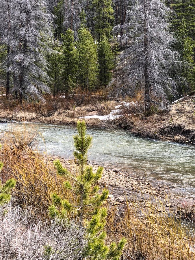 Beautiful Mountain Stream in Colorado Stock Photo - Image of pine ...