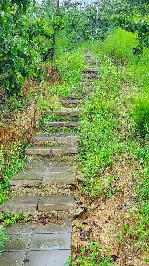 Beautiful Mountain Village Path Stock Image - Image of wood, plant ...