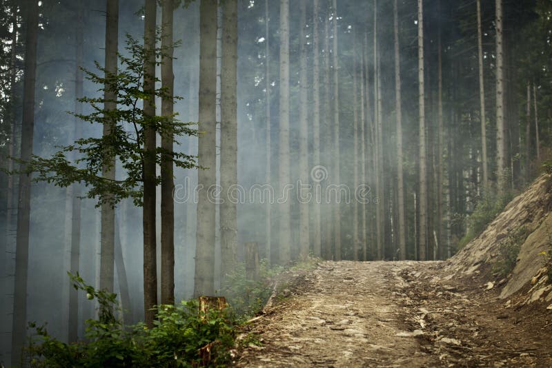 Beautiful Mountain Woods in Fog Stock Image - Image of multicolor ...