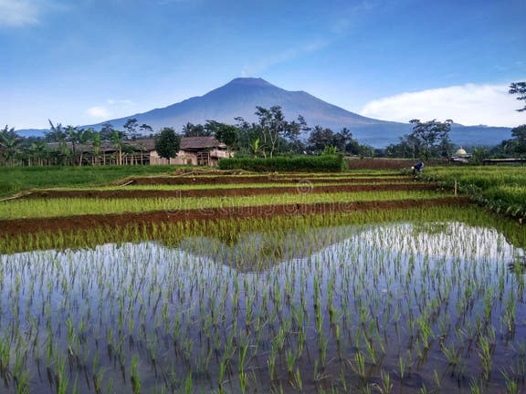 Beautiful Mountains Dotted with Rice Fields Stock Photo - Image of ...