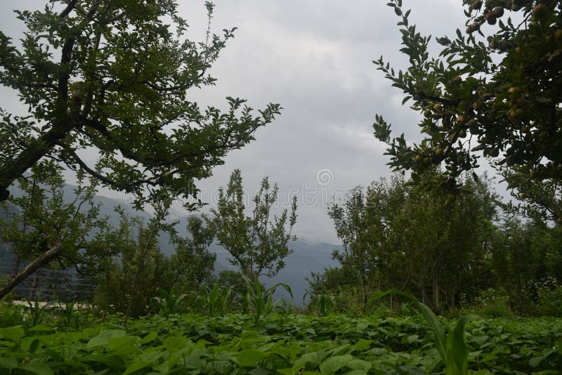 Beautiful Mountains Looking Very Nice and Tree Stock Image - Image of ...
