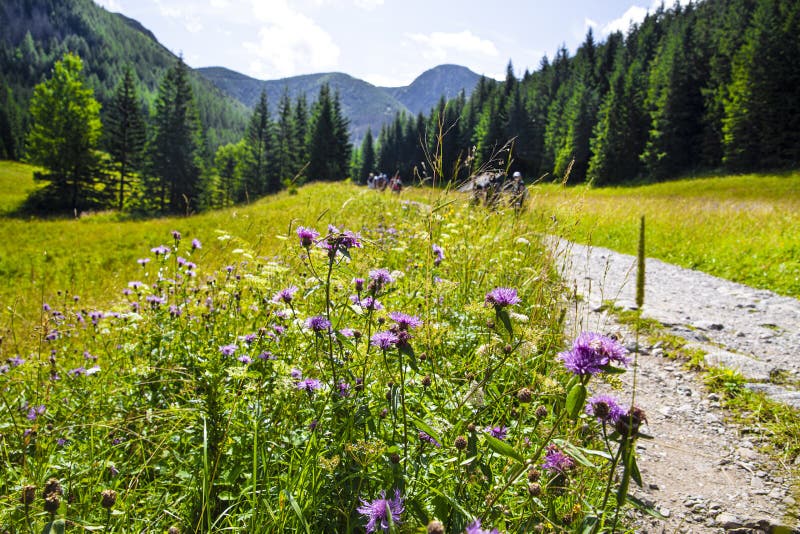 Beautiful Mountains Path with Flowers in Bright Sunny Day Stock Photo ...