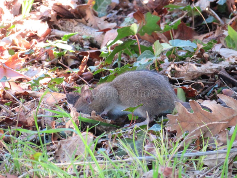 Beautiful Mouse in the Countryside Looking for Food Stock Image - Image ...