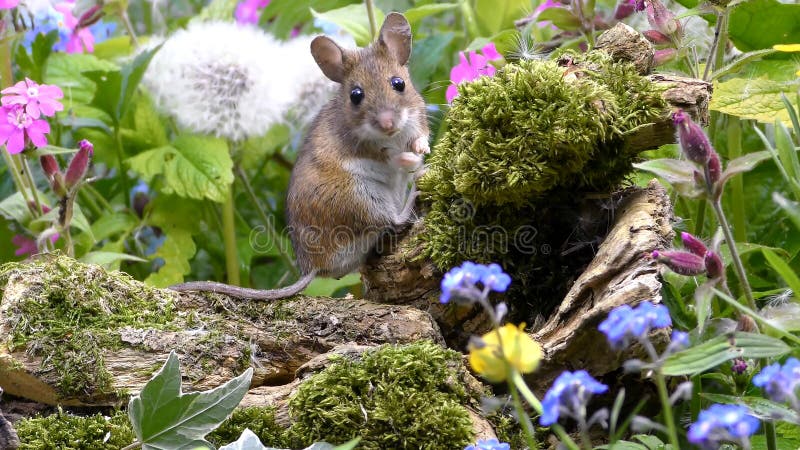 Mouse in Wild Nature - Beautiful Photo Stock Image - Image of beautiful ...