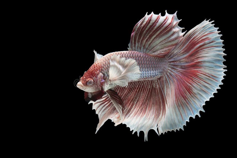 Beautiful Movement of Red White Betta Fish, Siamese Fighting Fish ...