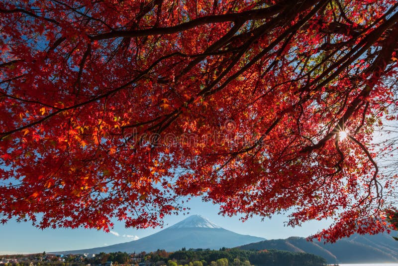 Beautiful Mt Fuji with Red Maple Tree Stock Photo - Image of outdoors ...