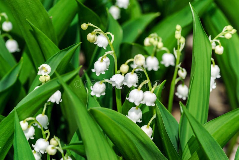 Beautiful Lily-of-the-valley Flowers Stock Photo - Image of beauty ...