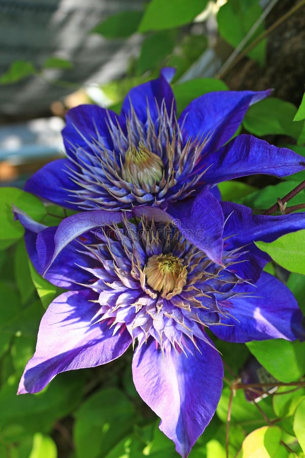 Clematis Multi Blue, Creeper with Blue Flowers Stock Image - Image of ...