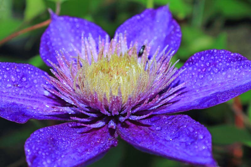 Beautiful Multi Blue Clematis Flowering in Spring. Stock Image - Image ...