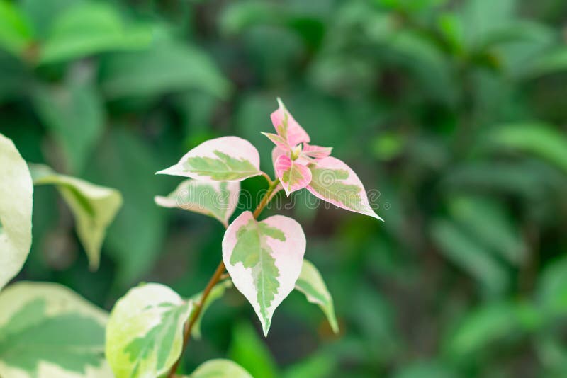 The Beautiful Multi Color Leaf in the Flower Plant Stock Photo - Image ...