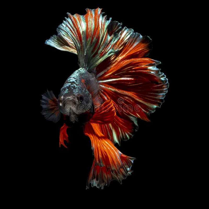 Beautiful Multi Color of Siamese Fighting Fish Stock Photo - Image of ...