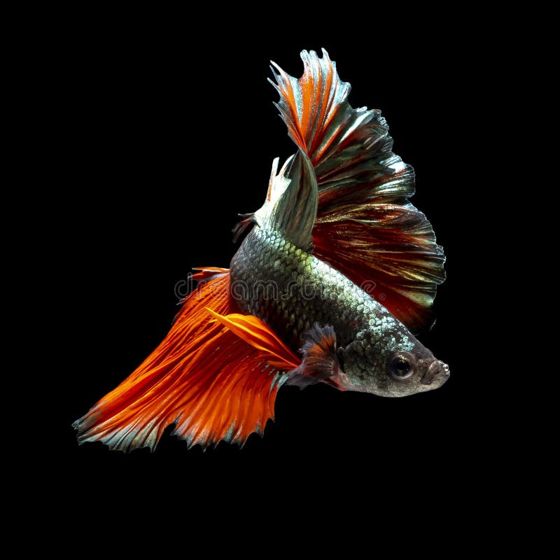 Beautiful Multi Color of Siamese Fighting Fish Stock Image - Image of ...