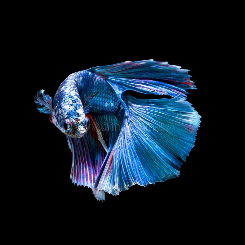 Beautiful Multi Color of Siamese Fighting Fish Stock Image - Image of ...
