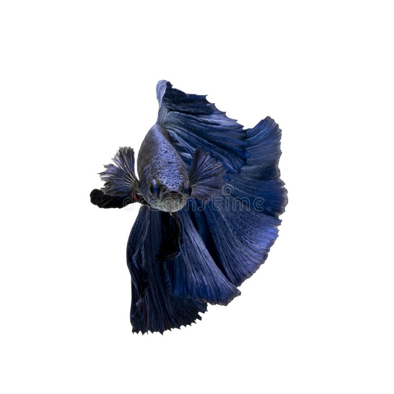 Beautiful Multi Color of Siamese Fighting Fish Stock Image - Image of ...