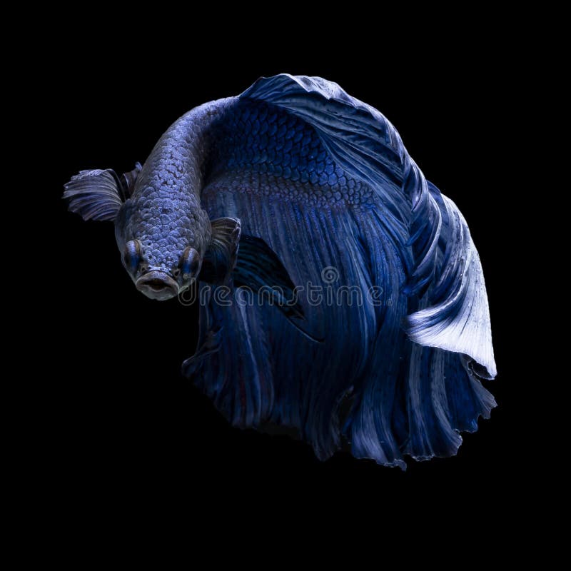 Beautiful Multi Color of Siamese Fighting Fish Stock Image - Image of ...