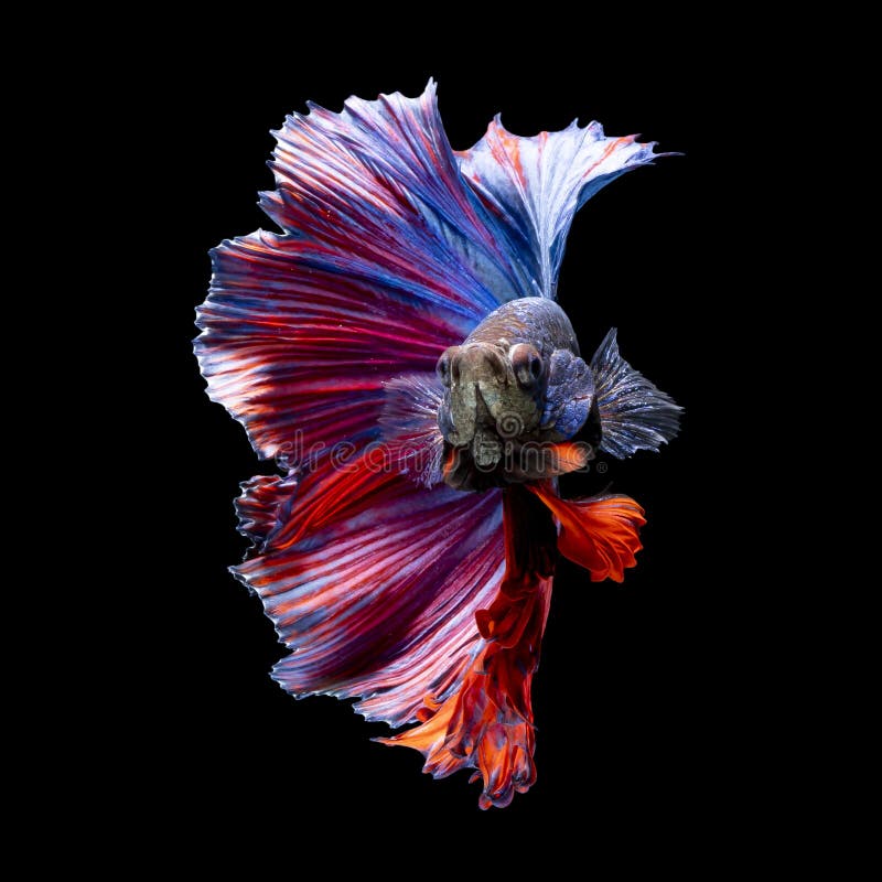 Beautiful Multi Color of Siamese Fighting Fish Stock Image - Image of ...