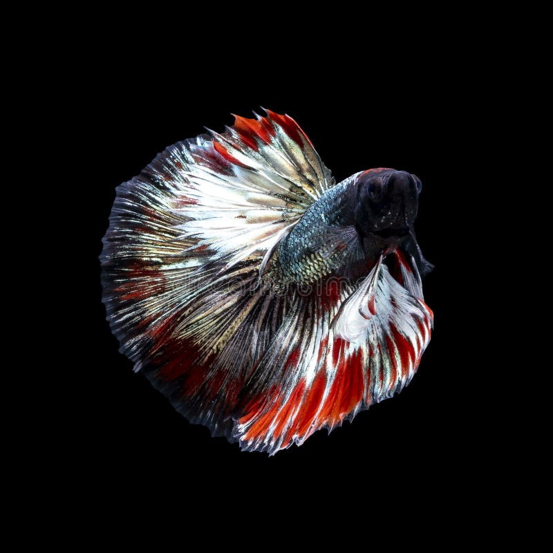 Beautiful Multi Color of Siamese Fighting Fish Stock Photo - Image of ...
