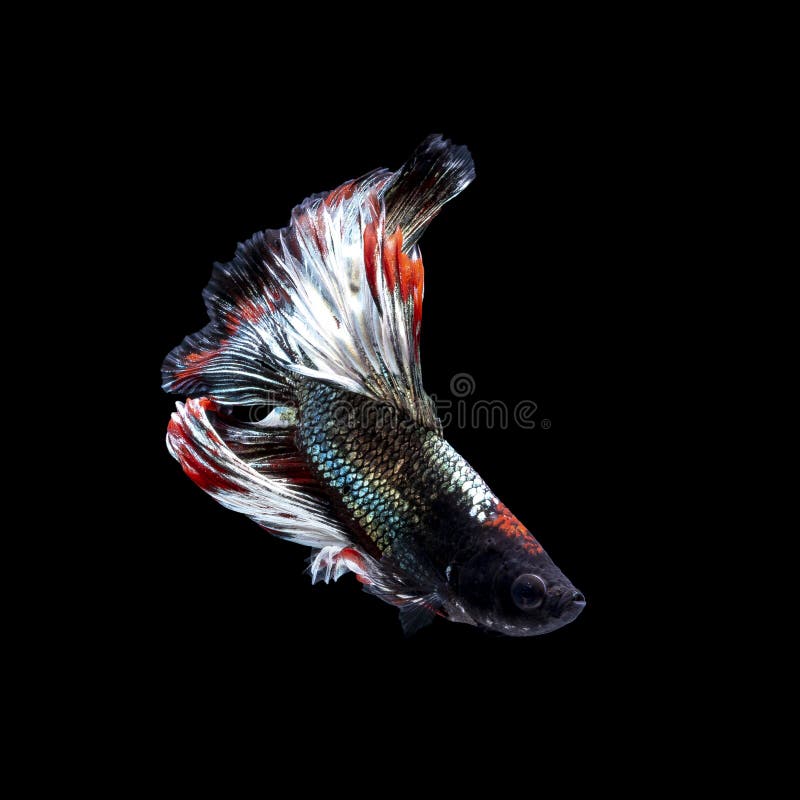 Beautiful Multi Color of Siamese Fighting Fish Stock Photo - Image of ...