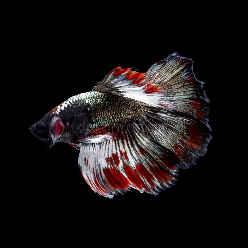 Beautiful Multi Color of Siamese Fighting Fish Stock Photo - Image of ...