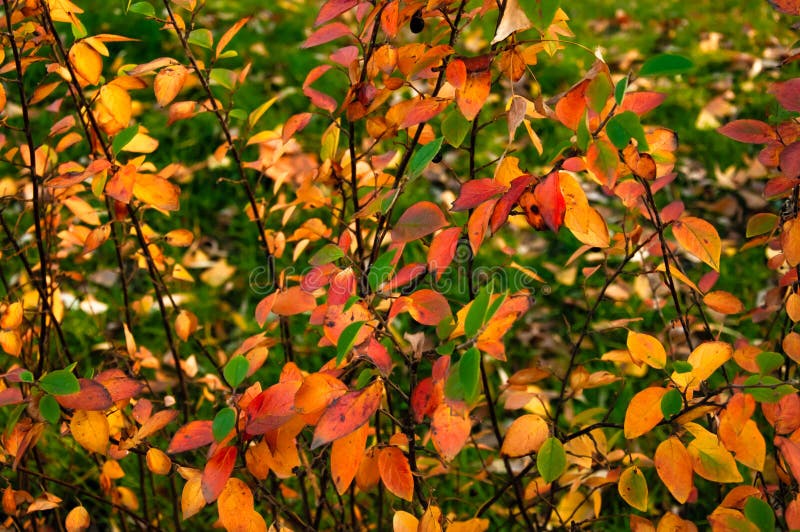 Beautiful Multi-colored Autumn Bushes by the Pond in the Park. Stock ...