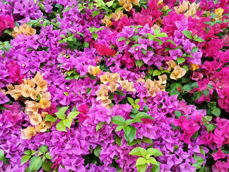 Beautiful Multi-colored Bougainvillea Flowers. Stock Photo - Image of ...