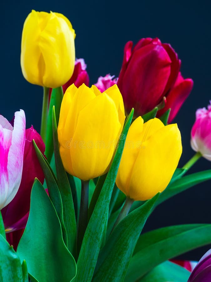 Multi-colored Bouquet of Tulips of Different Varieties on a Dark Blue ...